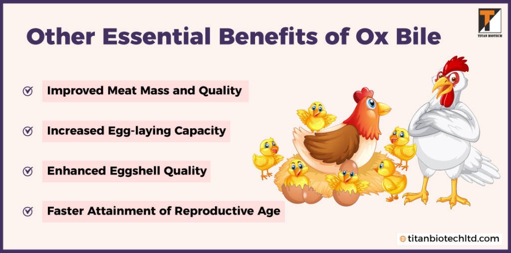 Ox Bile For Poultry: Its Benefits & Antibacterial Properties