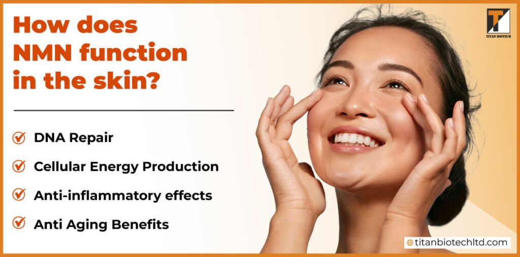 Role of Nicotinamide Mononucleotide in Skincare | Titan Biotech Ltd.